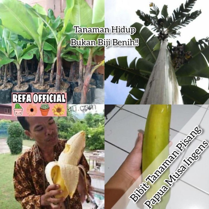 Jual Refa Bibit Tanaman Hidup Pisang Raksasa Papua Musa Ingens / Meja ...