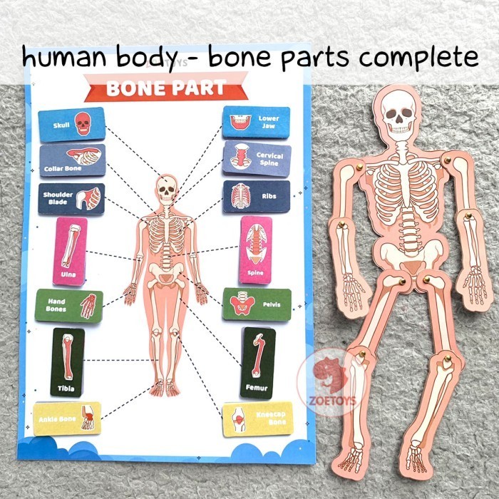 Jual Zoetoys Busy Page Bone Part | Mainan Montessori Alat Peraga ...