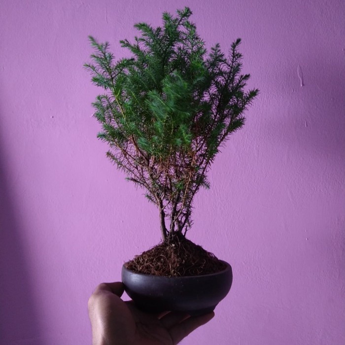 Jual Tanaman Hias Indoor - Cemara Embun Juniperus Hibernic (Bakalan ...