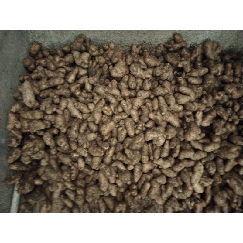Jual ubi gembili fresh 1 kg makanan tradisional | Shopee Indonesia