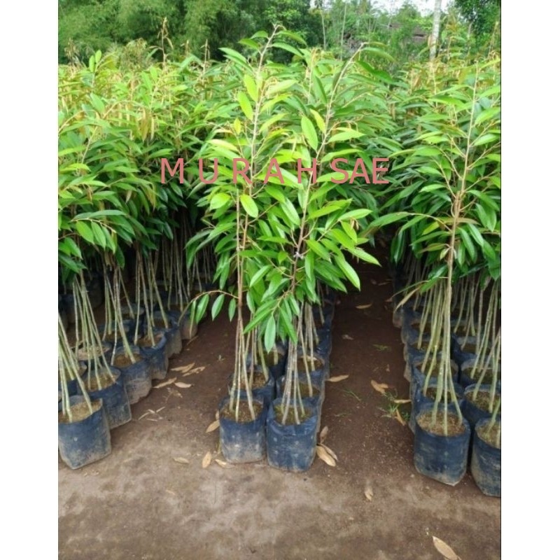 Jual BIBIT DURIAN SUPER MUSANGKING , OCHE , SUPER TEMBAGA , BAWOR , MONTONG | Shopee Indonesia