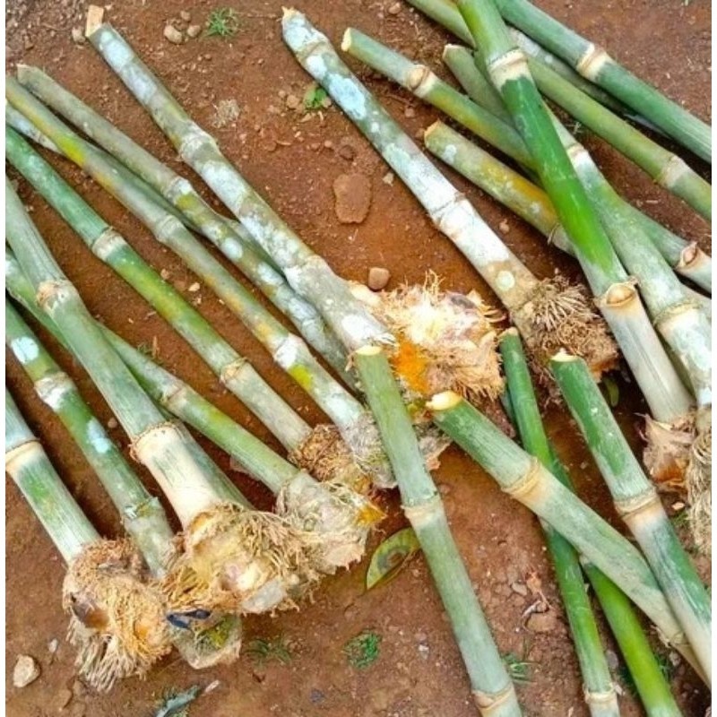 Jual paket hemat 5 batang Bibit Bambu Petung / Bibit bambu Petung jumbo ...