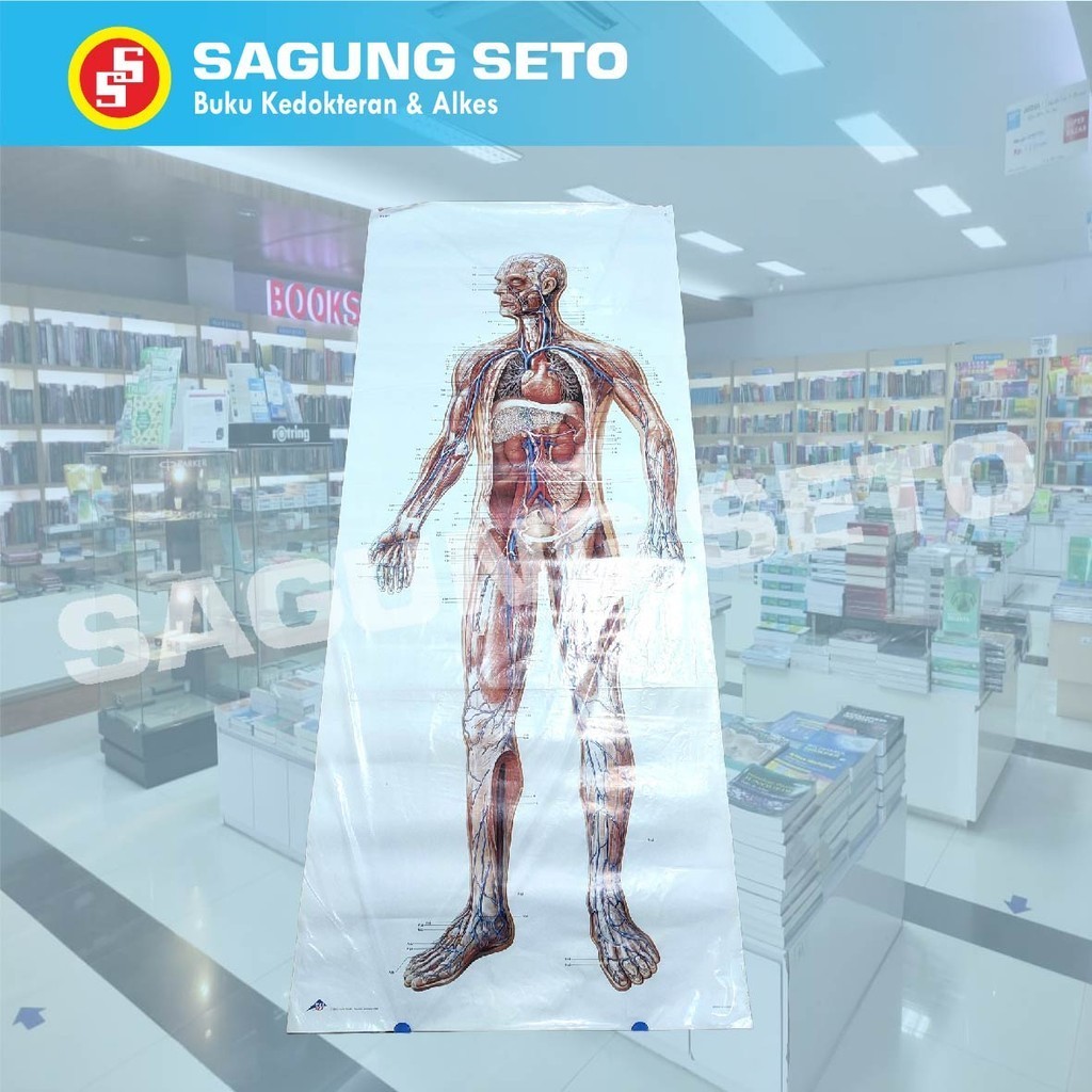 Jual CHART THE VASCULAR SYSTEM (ITEM NO.4006515) 2D / POSTER SISTEM ...