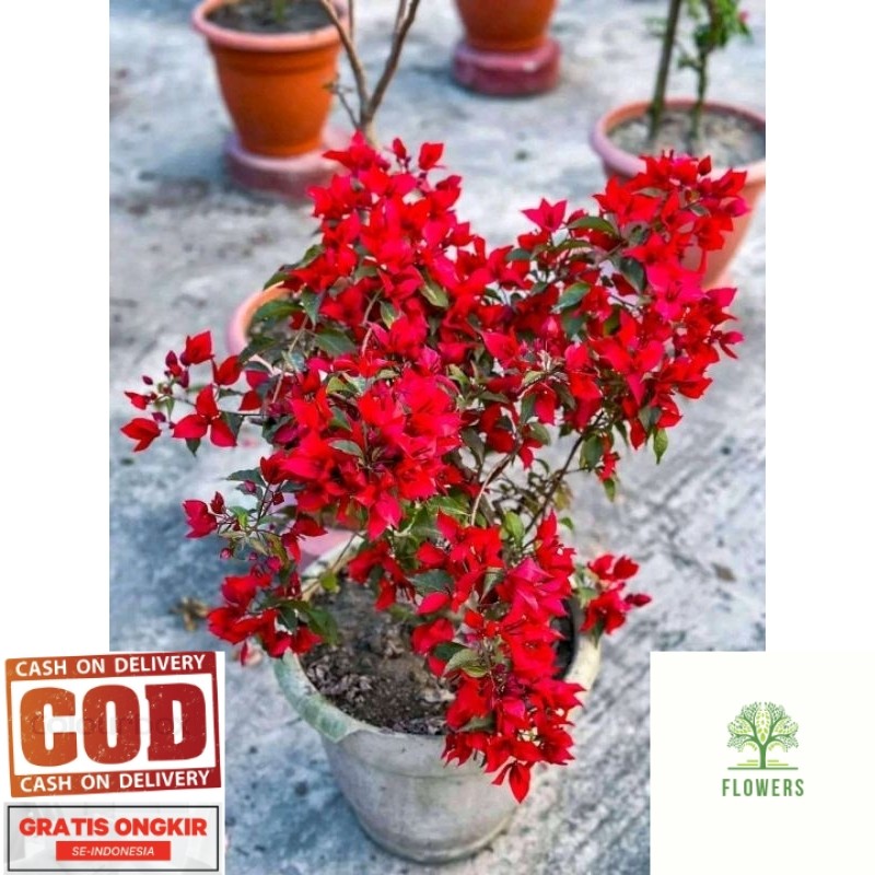 Jual ( BISA BAYAR DI TEMPAT ) Tanaman hias bugenvil berbagai warna ...