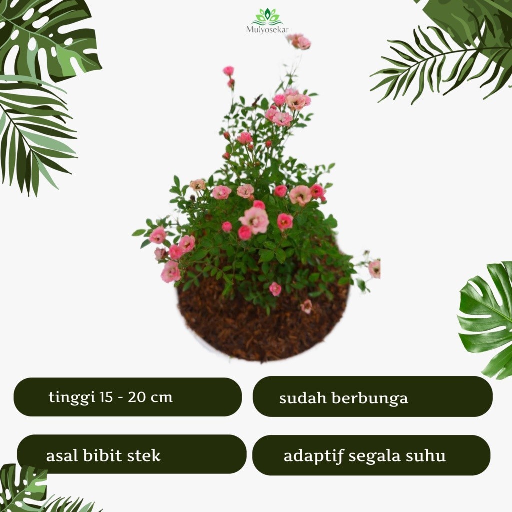 Jual Tanaman Bunga Mawar Baby rose pink Hidup Berbunga - bibit babyrose ...