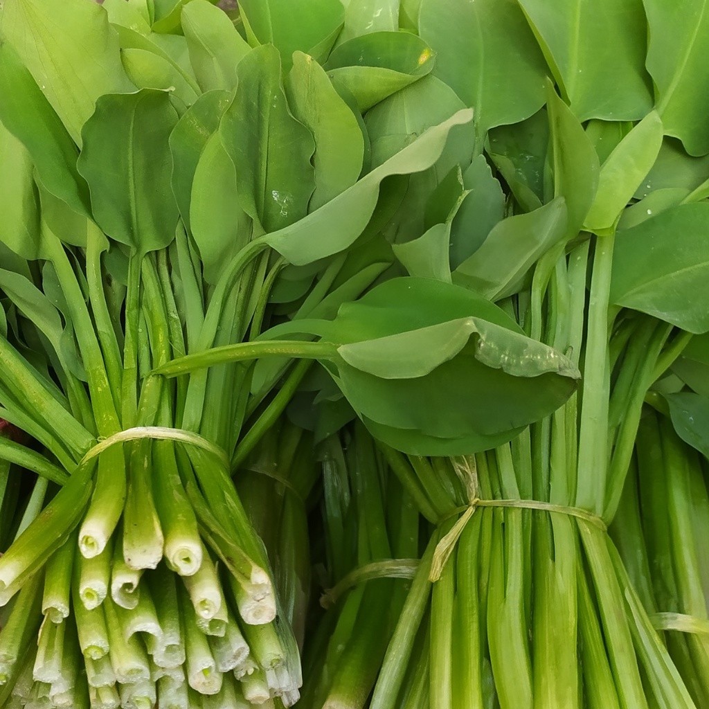 Jual Daun Genjer per 500grm Sayur Hijau Daun genjer Segar Untuk Tumisan ...
