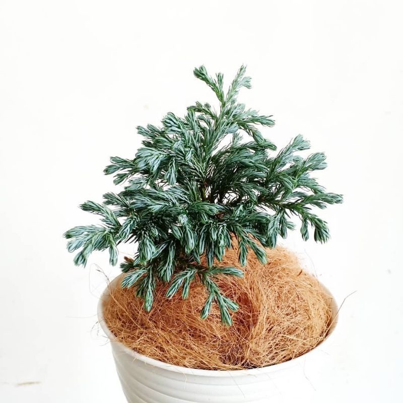 Jual Bunga CEMARA BLUEDENT - Tanaman Hias Hidup Daun Cemara Bluedent ...