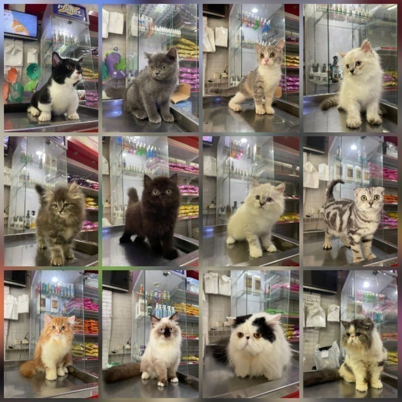 Jual Lepas adopt kucing persia himalayan bsh bengal munchkin scootish ...