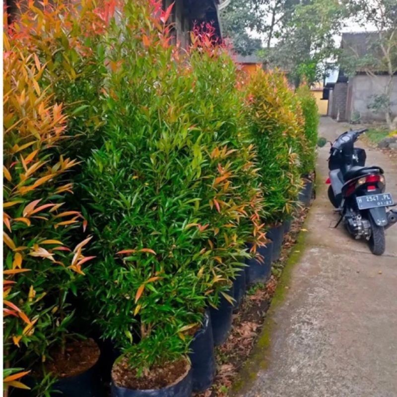 Jual BIBIT PUCUK MERAH UKURAN 1 METER UNTUK MENGHIASI DEPAN RUMAH ...
