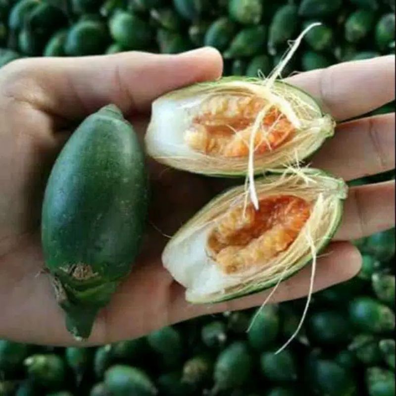 Jual BUAH PINANG MUDA | OBAT KUAT | JAMBE MUDA FRESH 250 Gram | Shopee ...