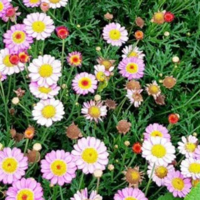 Jual Tanaman Hias Bunga DAISY - Bunga Hidup Keniker Cosmos Berbunga ...