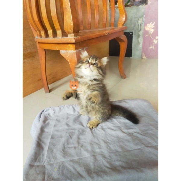Jual kucing Persia flatnose marble lucu | Shopee Indonesia