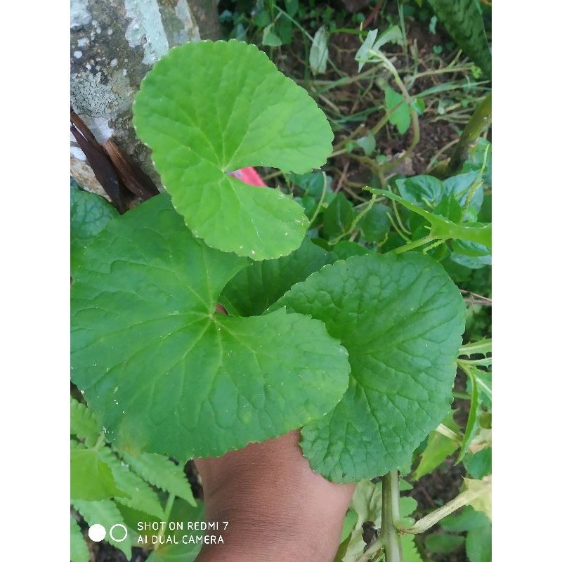 Jual antanan segar/pegagan fres/500gram ready | Shopee Indonesia