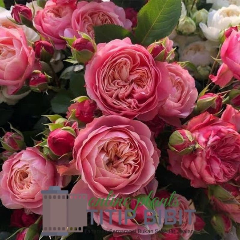 Jual Tanaman Bunga Mawar Victorian classic (rosa sp) Berbunga Import ...
