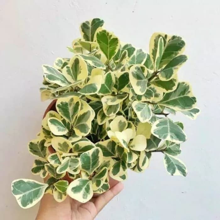 Jual Tanaman Hias Beringin Variegata | Pohon Beringin Variegata ...