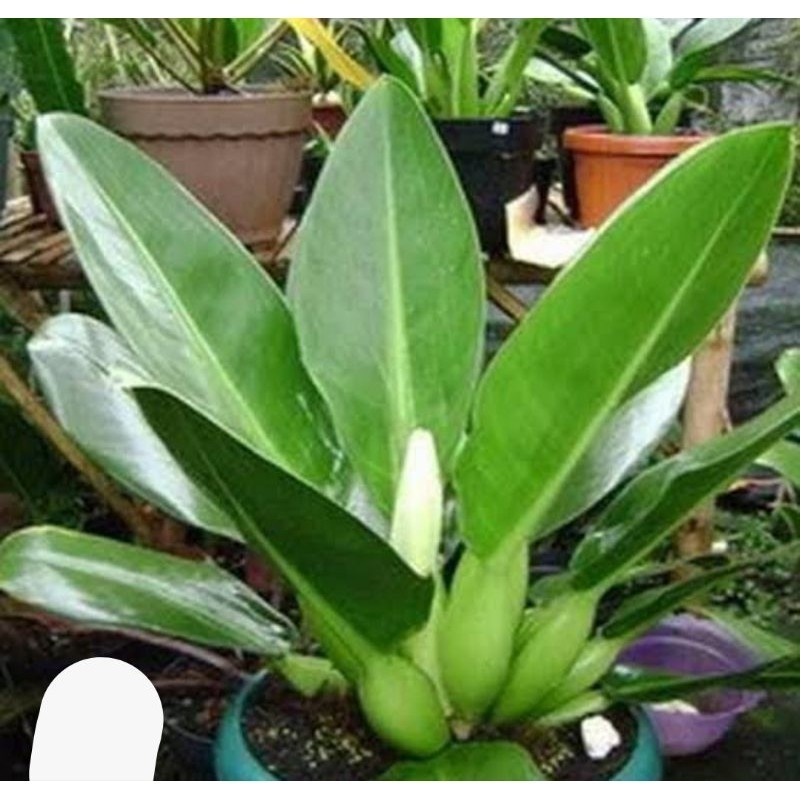 Jual tanaman hias philodendron katak / Philo katak besar | Shopee Indonesia
