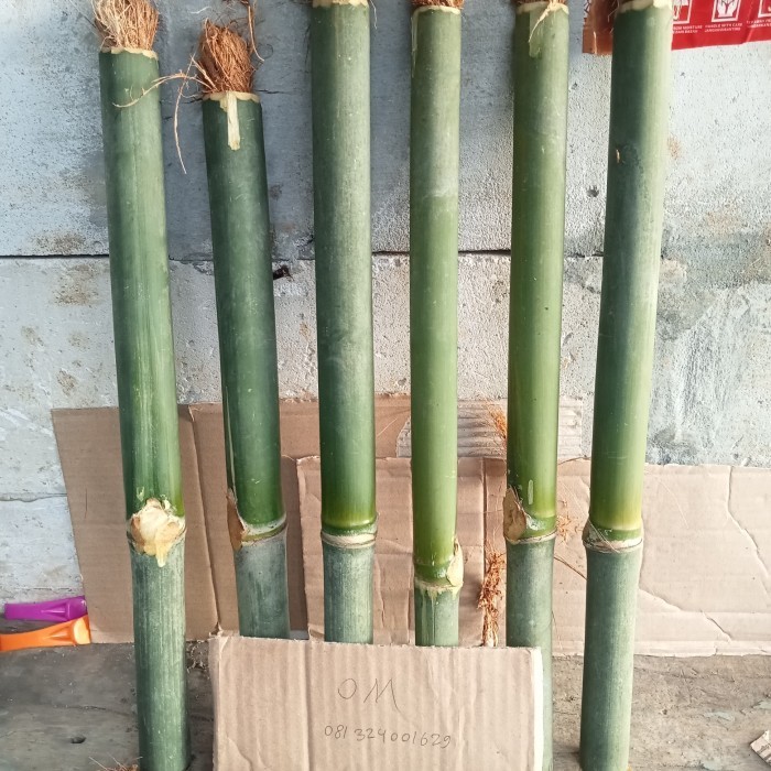 Jual obor bambu tradisional | Shopee Indonesia