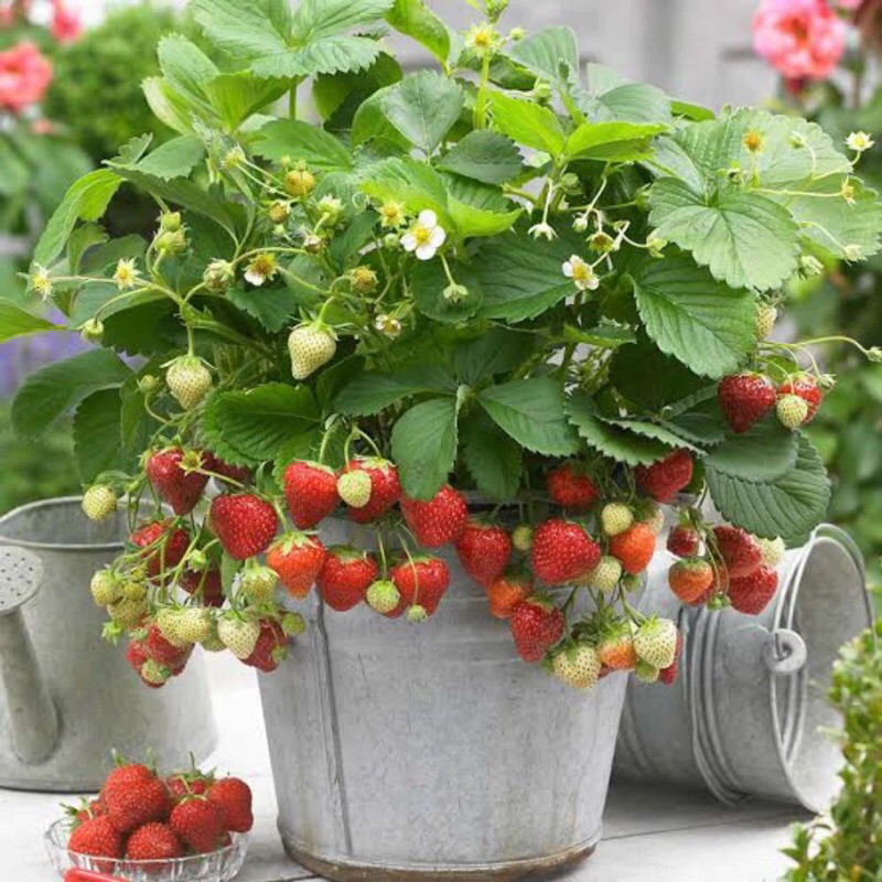 Jual Bibit Strawberry Unggul - Stroberi Manis Segar - Cocok Tabulampot ...