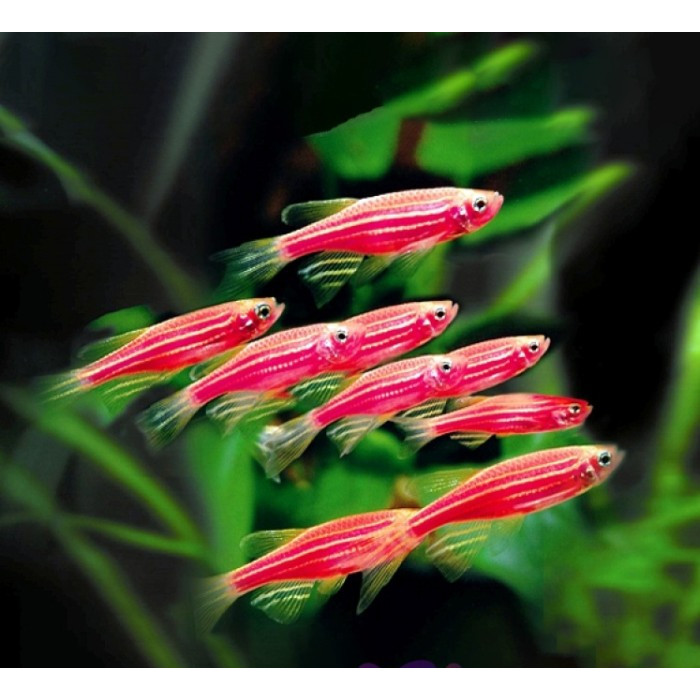 Jual Red Danio Tetra Pink Zebra / Ikan Hias Aquascape | Shopee Indonesia