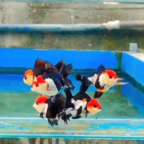 Jual Paket Hemat 3Ekor Ikan Mas Koki Panda tanco Grade A + Bonus 1 ekor ...