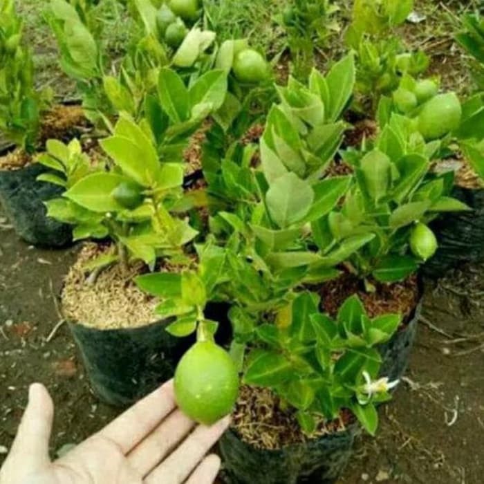 Jual EverGreen- Bibit Jeruk Lemon Sudah Berbuah Pohon Tanaman Buah ...