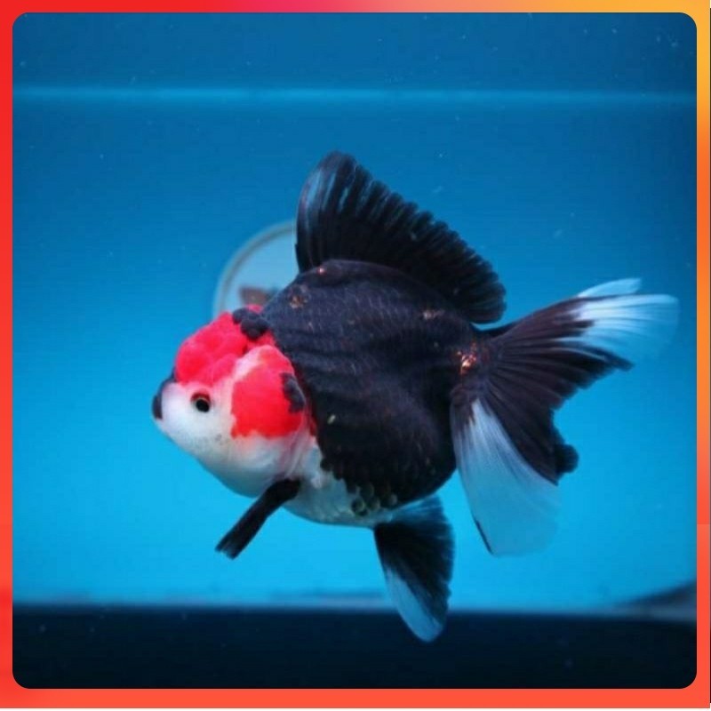 Jual tanaman hias ikan mas koky panda hias glow warna solid / ikan mas ...