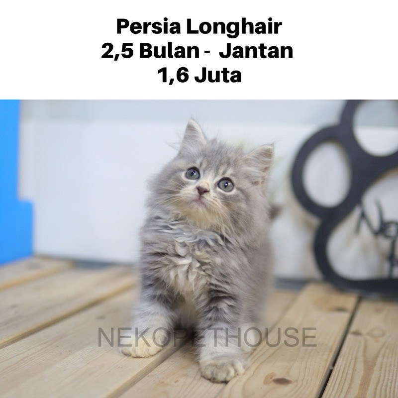 Jual Persia Longhair Kitten Anak Kucing Persia Abu Gemas | Shopee Indonesia