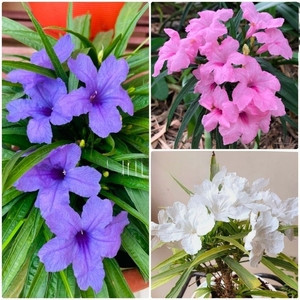 Jual Tanaman Bunga Ruellia - Tanaman Hias Kencana Berbunga - Tanaman ...