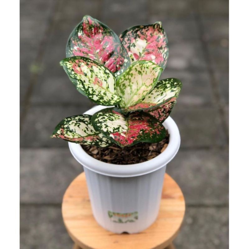 Jual ( GRATIS ONGKIR ) ANAKAN TANAMAN HIAS AGLONEMA TRI COLOR/BABY ...