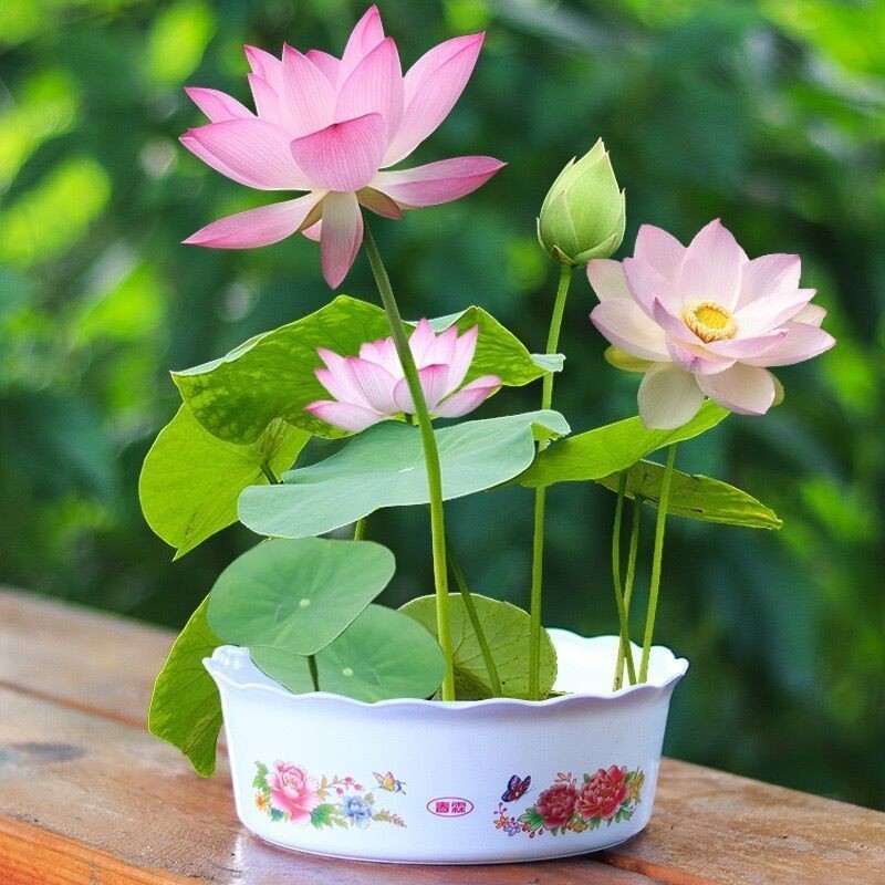Jual MINI TERATAI BENIH 5/10biji-Bunga teratai yang bisa ditanam di ...