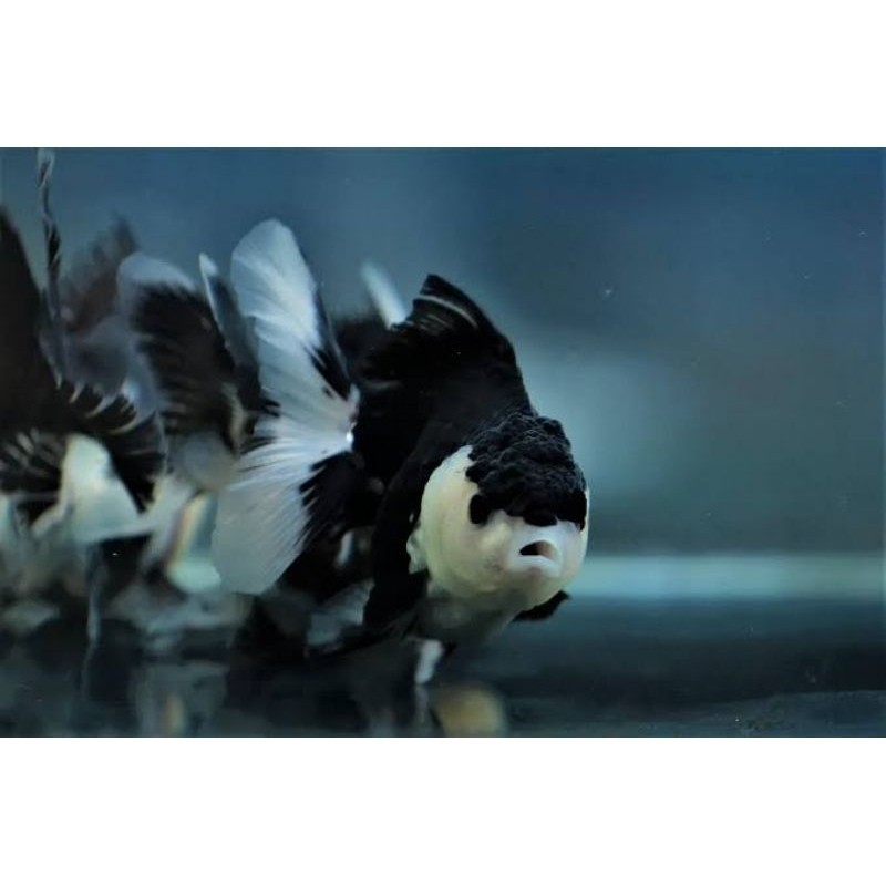 Jual mas koki panda goldfish glow / mas koky panda glow gen panda asli ...
