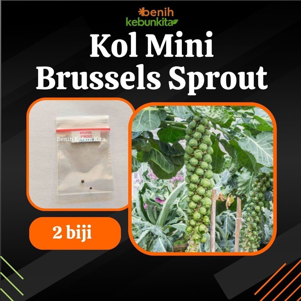 Jual Biji Benih Bibit Sayuran Kol Mini Brussels Sprout Unggul ...