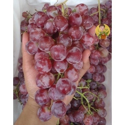 Jual Anggur Merah Red Globe - Sayur Segar Instan Malang | Shopee Indonesia
