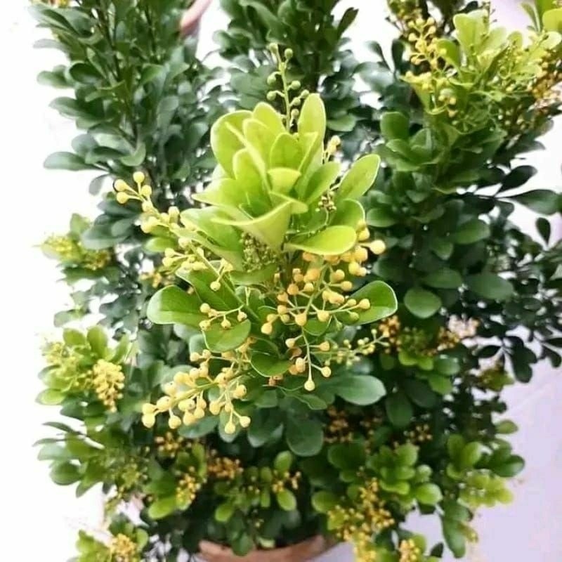 Jual tanaman bunga pacar cina atau kemuning cina tanaman hias vegetasi ...