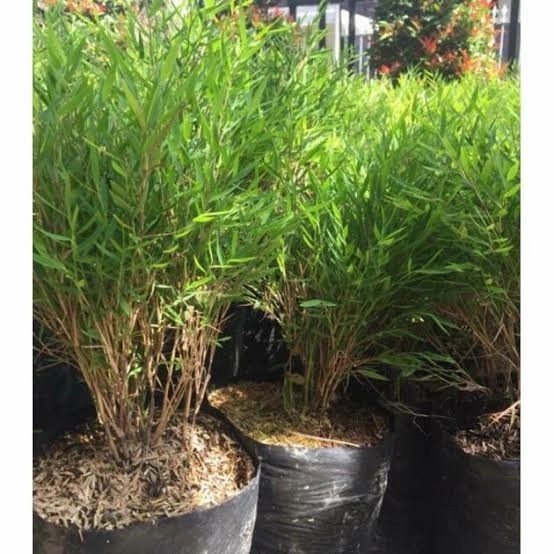 Jual bibit bambu Jepang murah | Shopee Indonesia