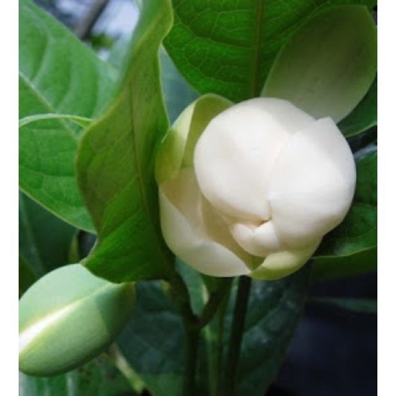 Jual Tanaman Bunga Cempaka Gondok Putih (magnolia lilifera)- cempaka ...