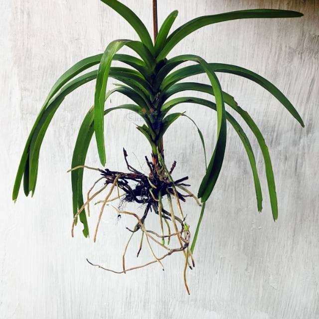 Jual Anggrek Vanda Dewasa Siap Berbunga Tricolor | Shopee Indonesia