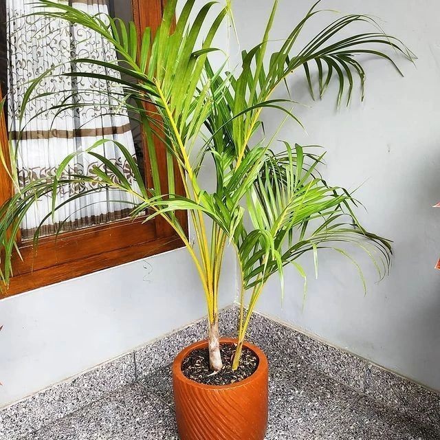 Jual Tanaman Hidup Indoor Palem Kuning - Tanaman Hias Pohon Palem ...