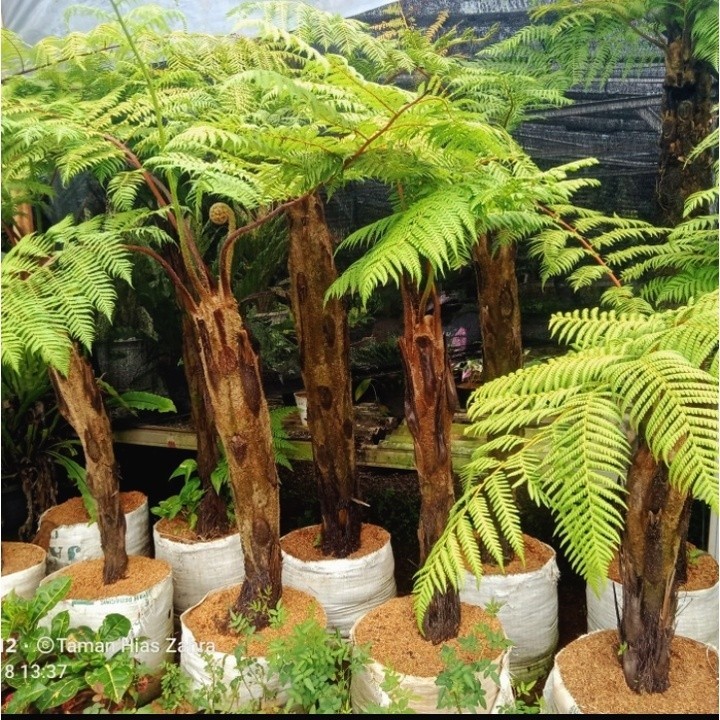 Jual PAKIS EKOR MONYET (CIBOTIUM BAROMETZ )20 CM-paku tiang-paku anam ...