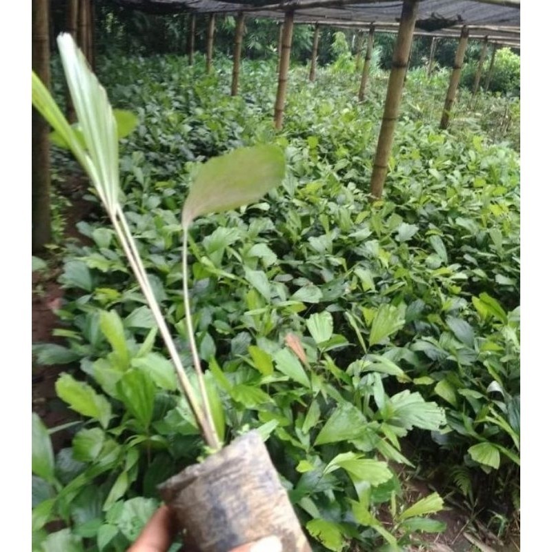 Jual Paket 20 bibit Aren Genjah / Bibit Aren genjah / Bibit Pohon Aren ...
