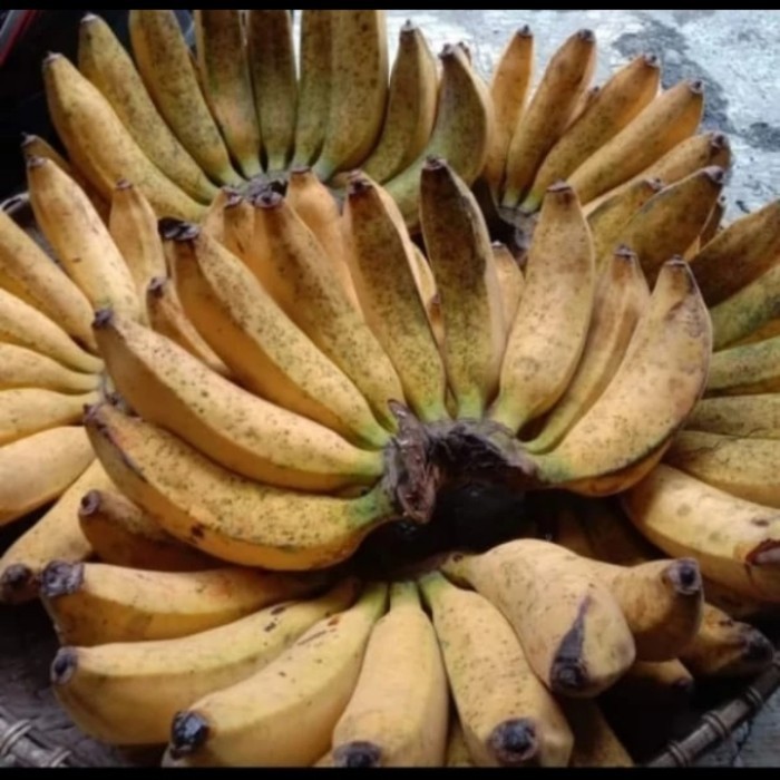 Jual bibit pisang raja bulu unggul benih | Shopee Indonesia