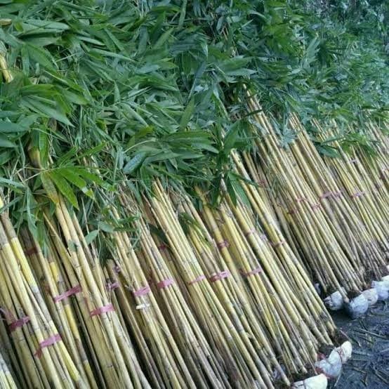 Jual pohon bambu pagar bambu kuning bambu jepang | Shopee Indonesia