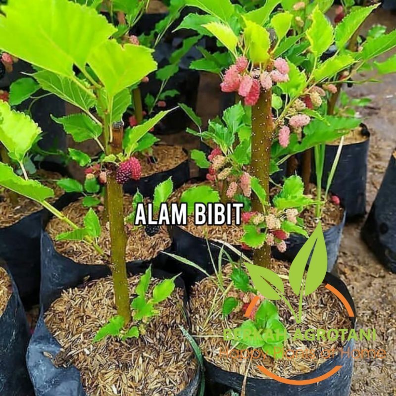 Jual BIBIT MURBEI KONDISI BERBUAH SIAP TANAM (BELI 5 GRATIS 1) | Shopee ...