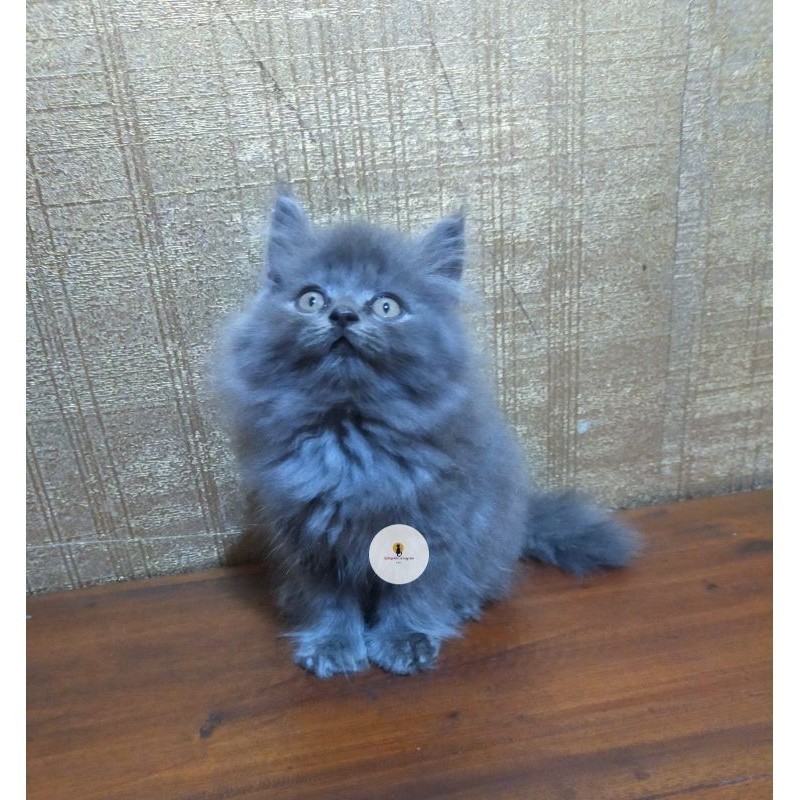 Jual kucing Persia munckin abu solid longhair | Shopee Indonesia