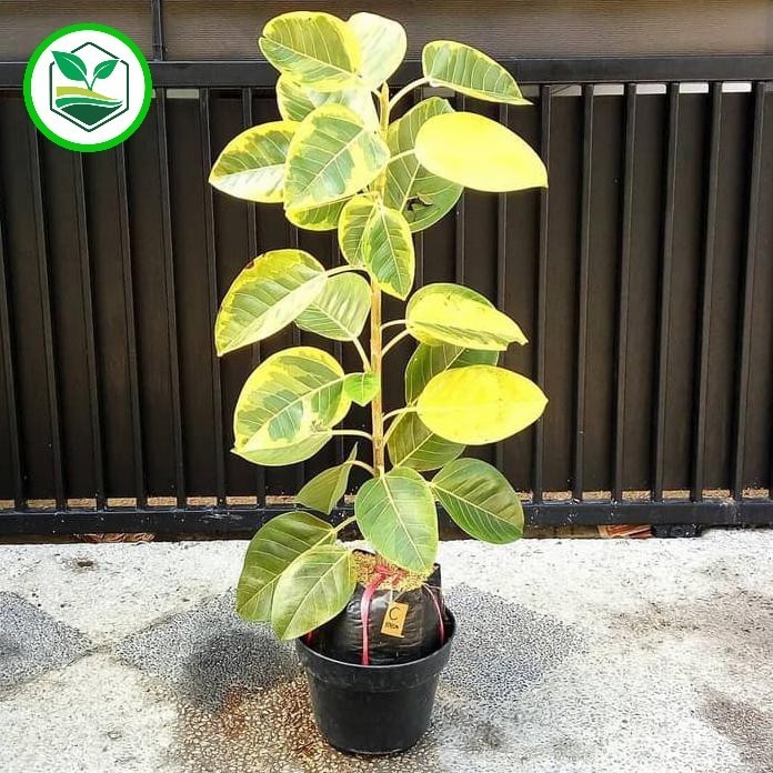 Jual Tanaman Hias Ficus Elastica Varigata Yellow - Pohon Karet Kebo ...