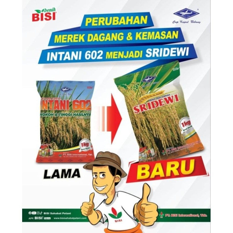 Jual READY 100%Ori Benih Padi Intani 602 1 KG | Shopee Indonesia
