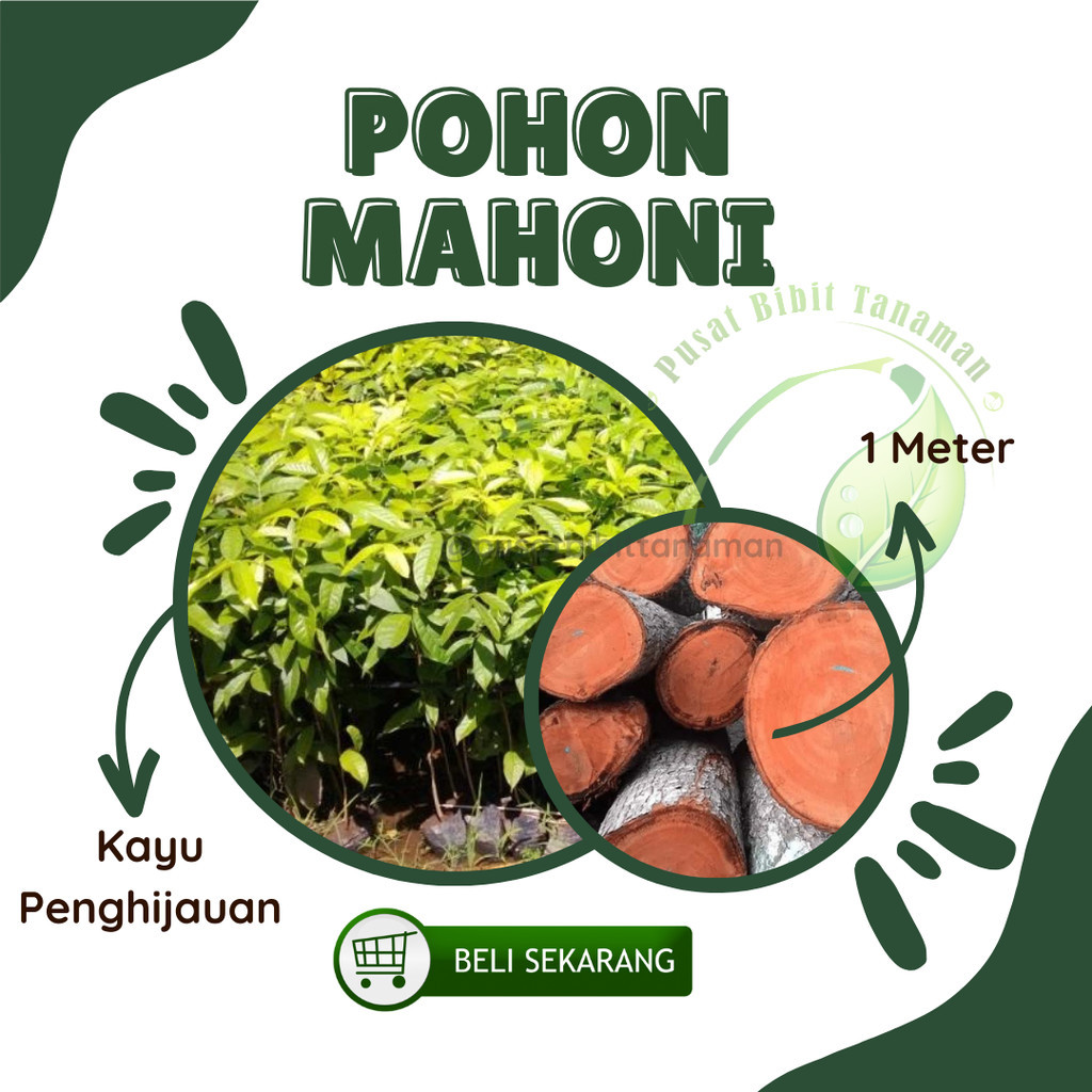 Jual Bibit mahoni tanaman kayu pohon hutan penghijauan 1 meter siap ...