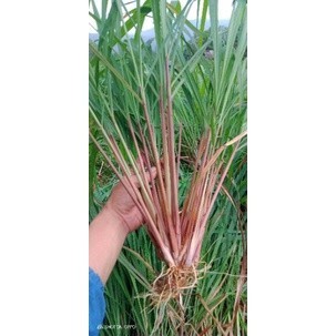 Jual Sereh merah serah wangi(100gram) | Shopee Indonesia