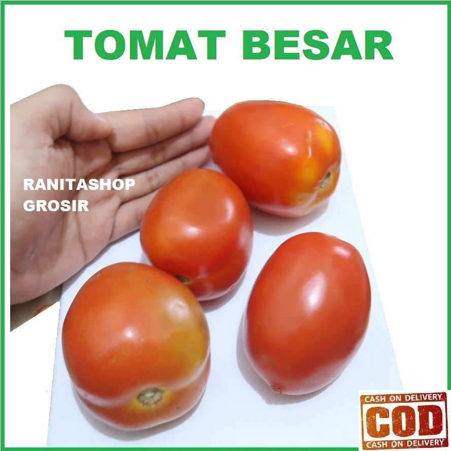 Jual TOMAT BESAR - COD - 50 Biji / Benih / bibit ( TOMAT BESAR ) Mudah ...