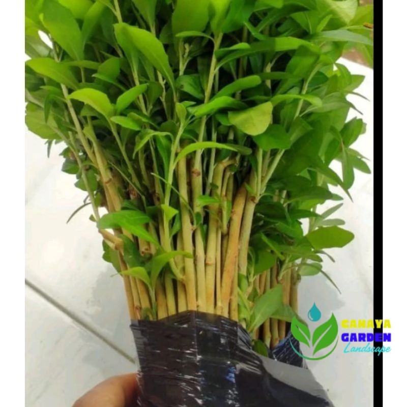 Jual tanaman hias lee kwan yew 100 pcs sudah berakar 20 cm - Paket 100 ...